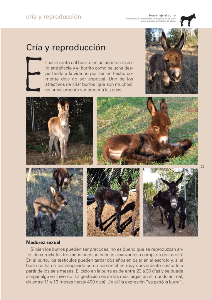Homenaje al burro